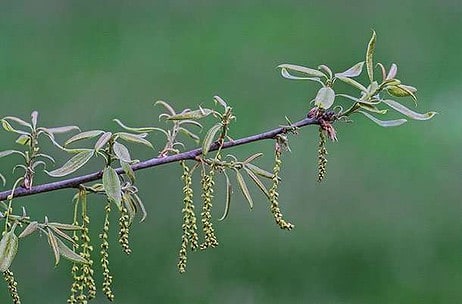 Oak Blossoms - Nature and Landscape Photography - Brad Mangas