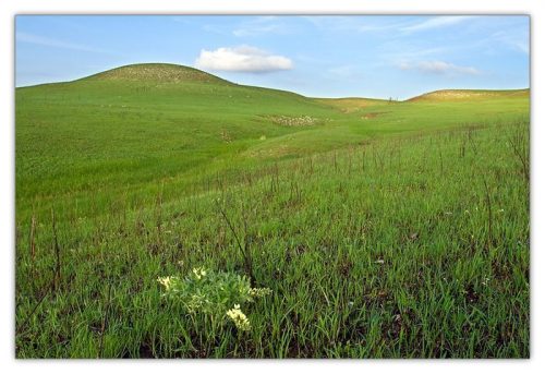 Who Needs The Prairie? - Nature and Landscape Photography - Brad Mangas