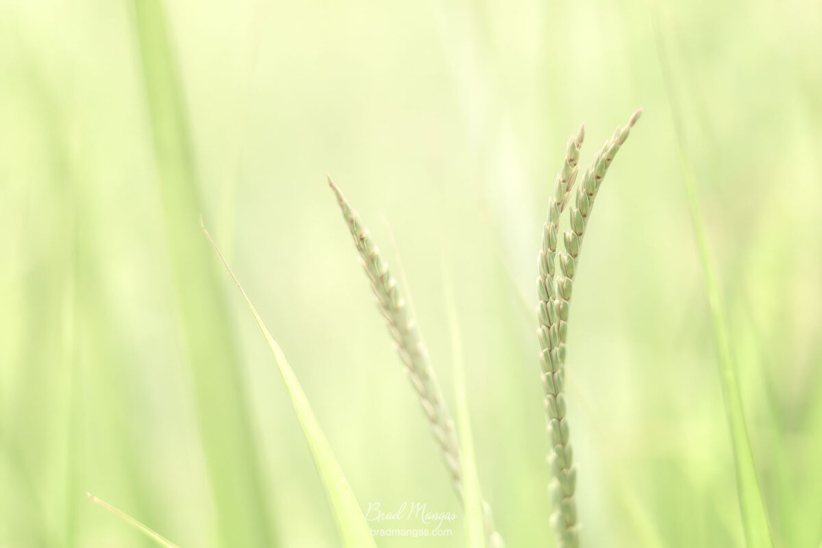 Paintography - Nature and Landscape Photography - Brad Mangas